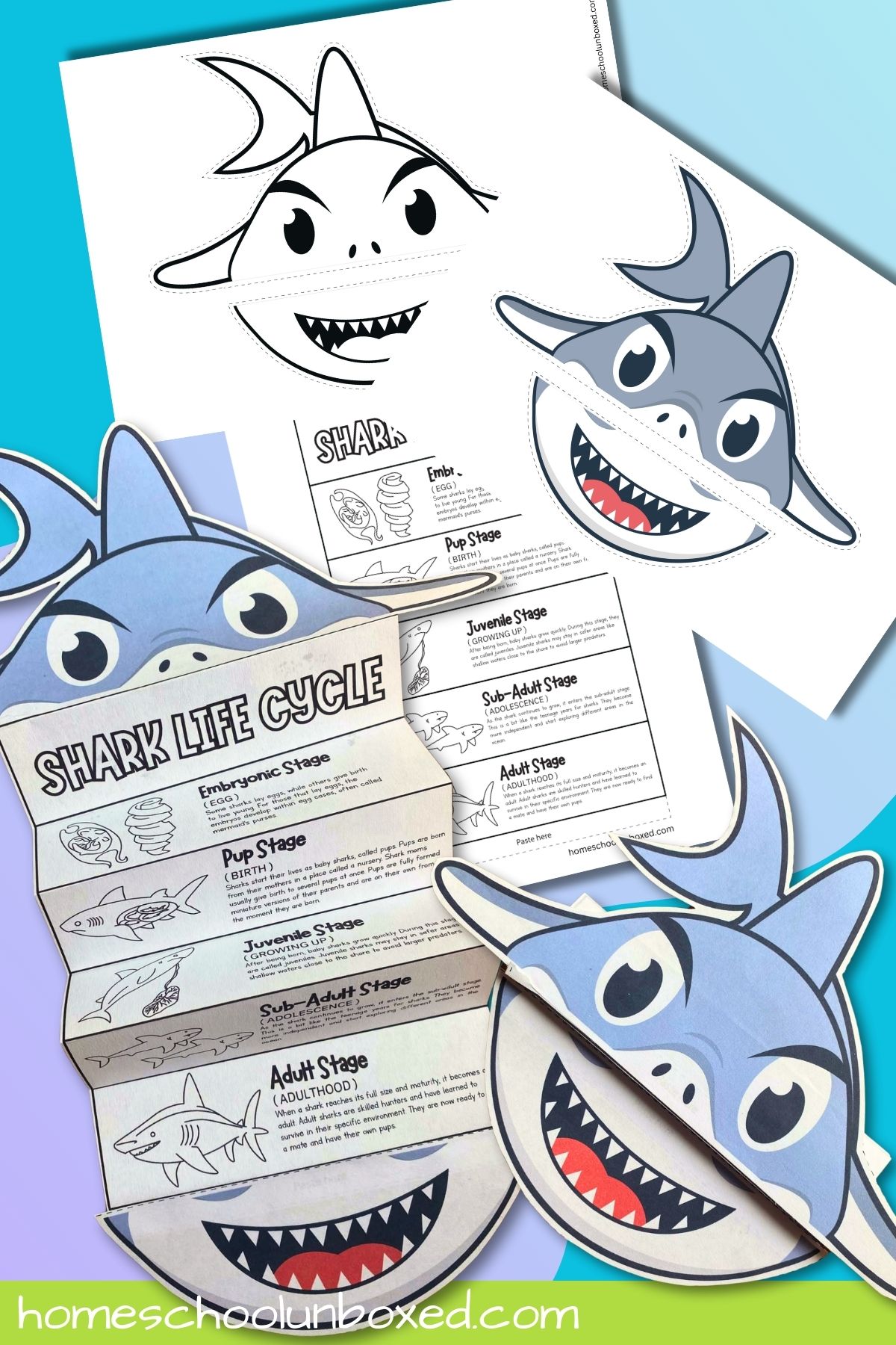 Shark Life Cycle Fold-Out Activity (Free Printable!)