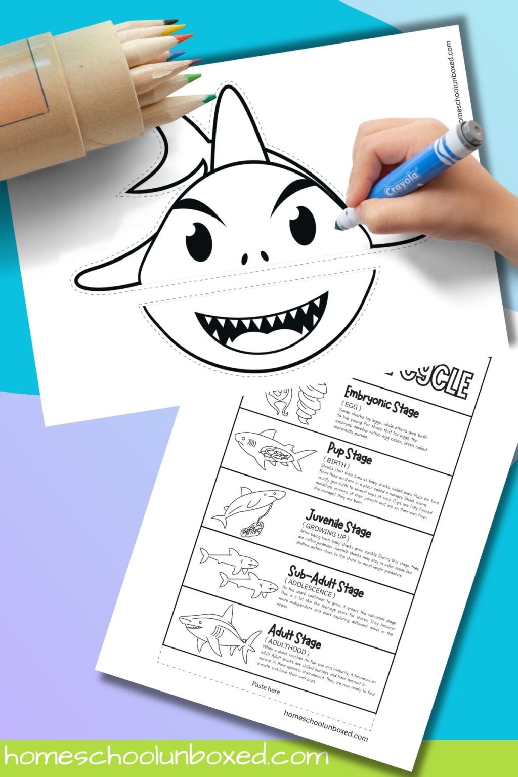 Shark Life Cycle Fold-Out Activity (Free Printable!)