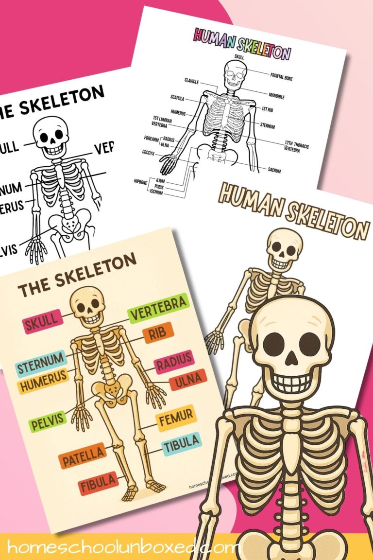 Human Skeleton Diagram Printables for Kids