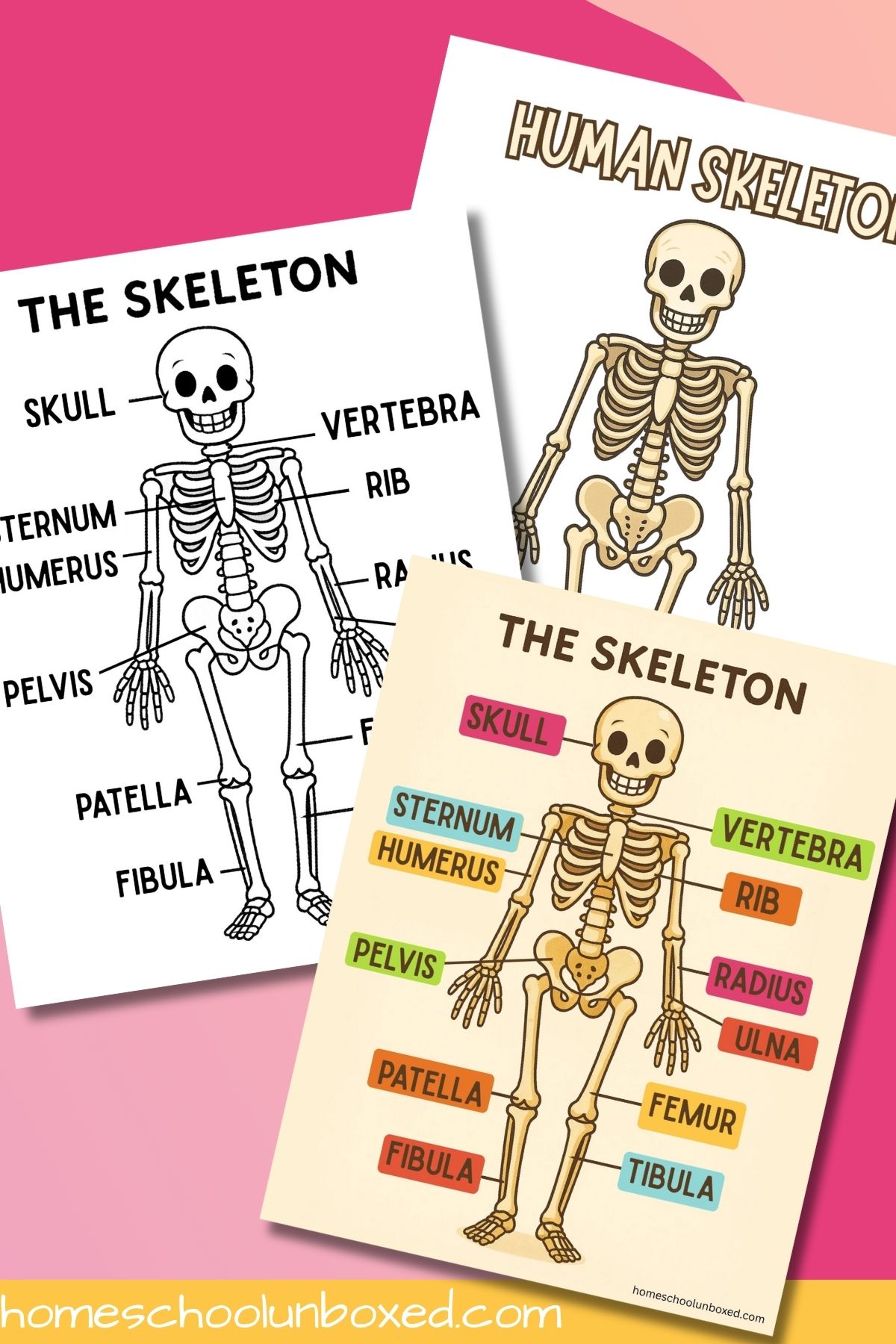 Human Skeleton Diagram Printables for Kids