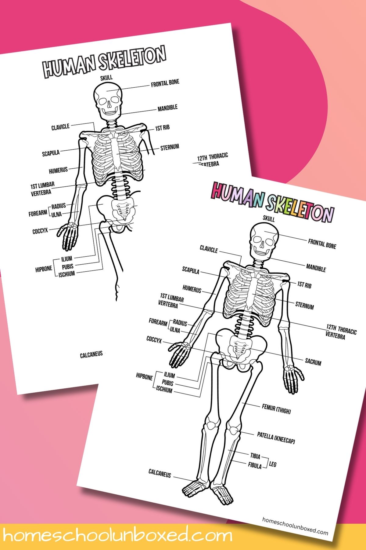 Human Skeleton Diagram Printables for Kids