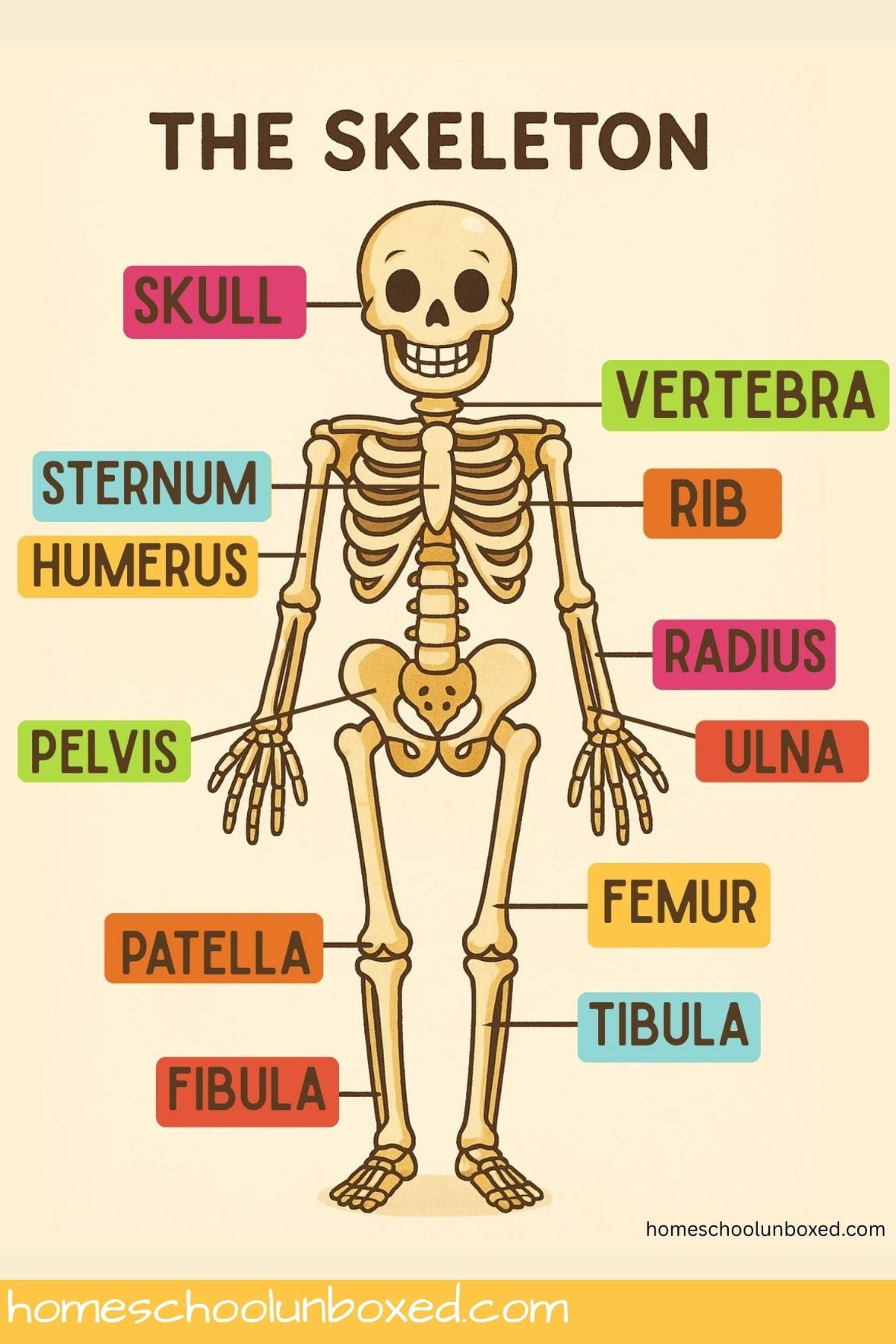 Human Skeleton Diagram Printables for Kids