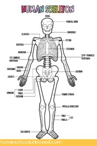 Human Skeleton Diagram Printables for Kids