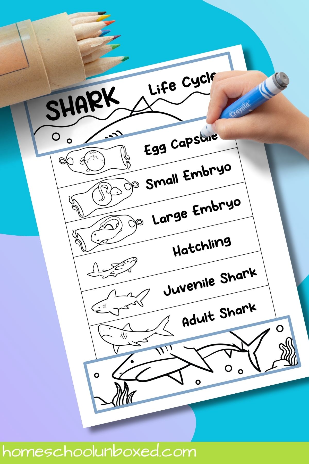 Shark Lapbook Activity (Free Printables)