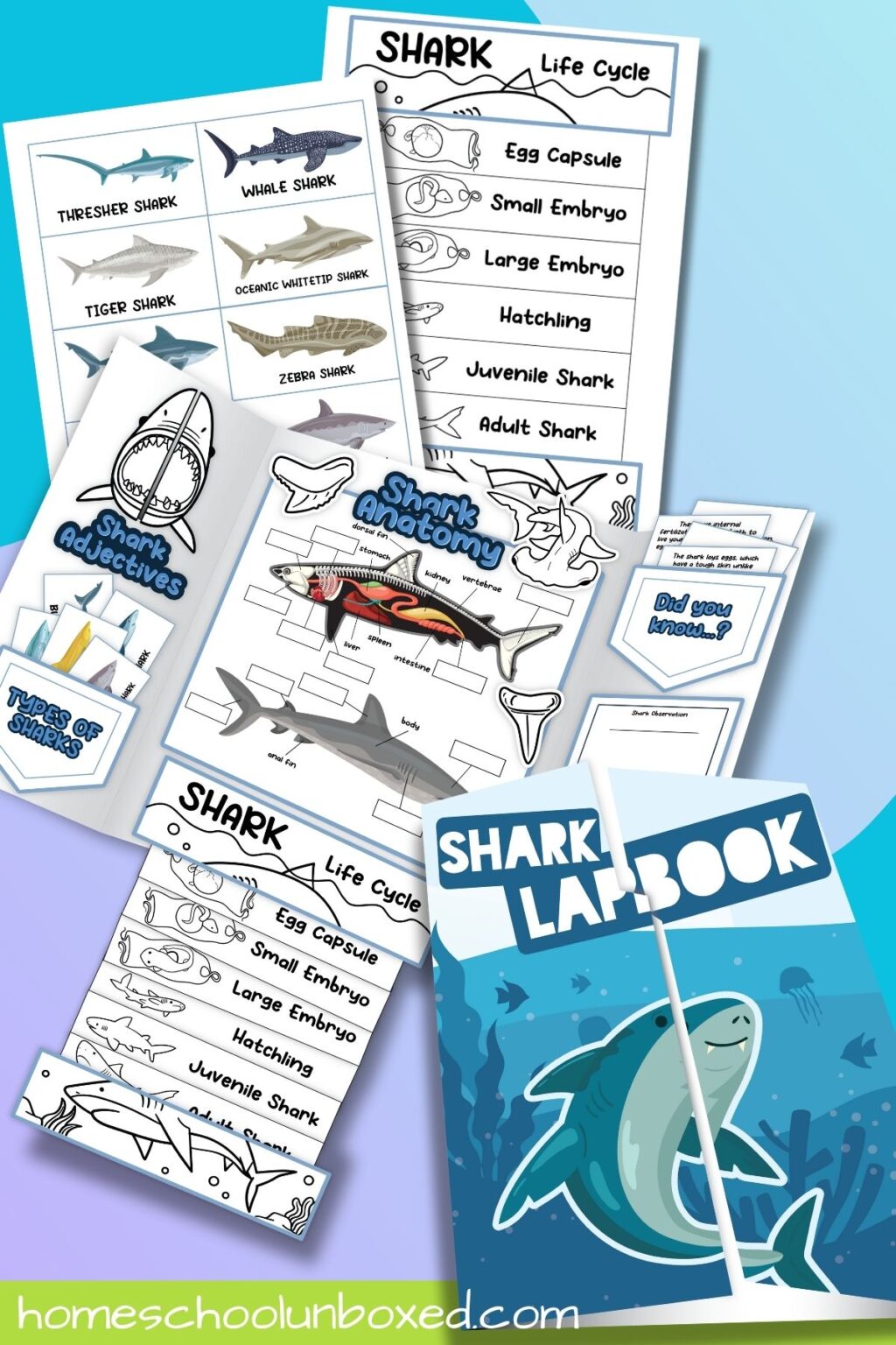 Shark Reading Comprehension Worksheets (Free Printables)