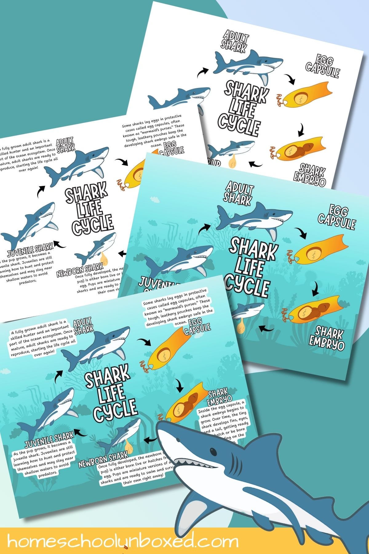 Shark Life Cycle Diagrams (Free Printables for Kids)