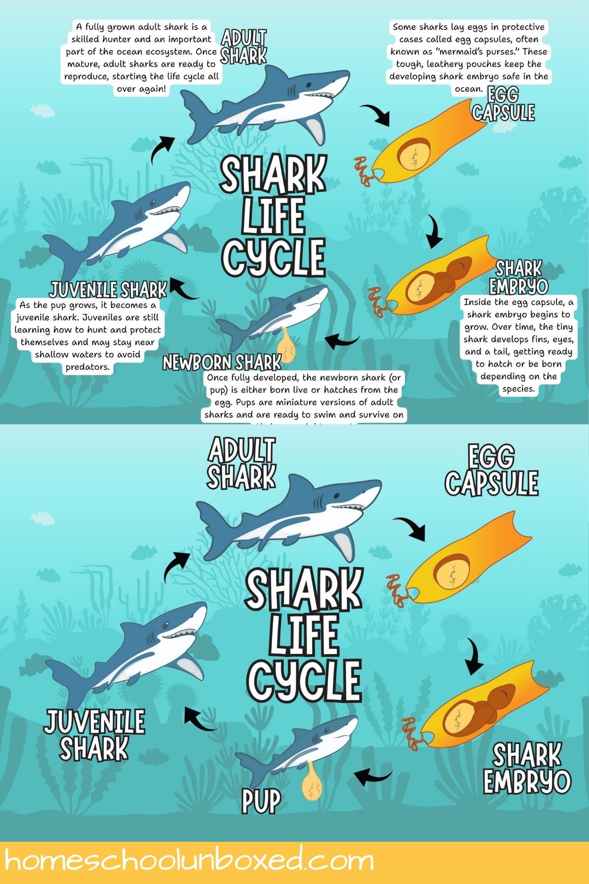 Shark Life Cycle Diagrams (Free Printables for Kids)