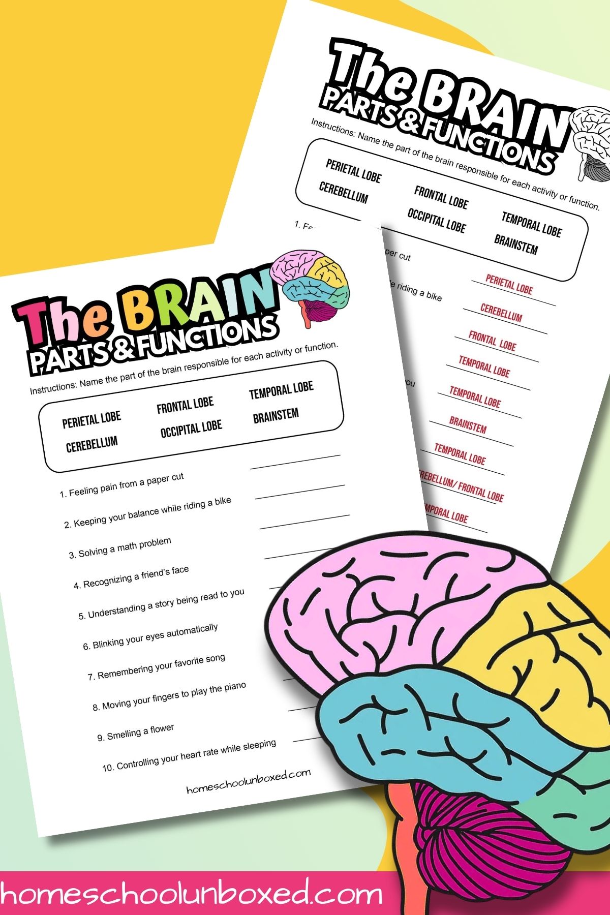 Brain Function Matching Worksheet for Kids (Free Printable + Answer Key)