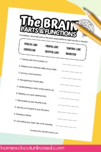 Brain Function Matching Worksheet for Kids (Free Printable + Answer Key)