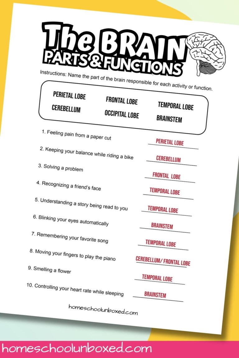 Brain Function Matching Worksheet for Kids (Free Printable + Answer Key)