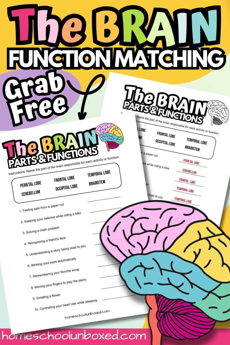 Brain Function Matching Worksheet for Kids (Free Printable + Answer Key)