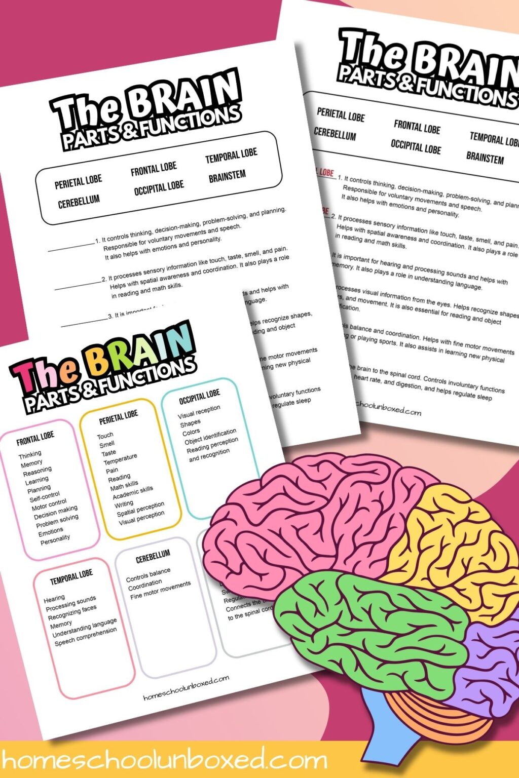 Parts of the Brain & Functions Worksheet Pack (Free Printables)