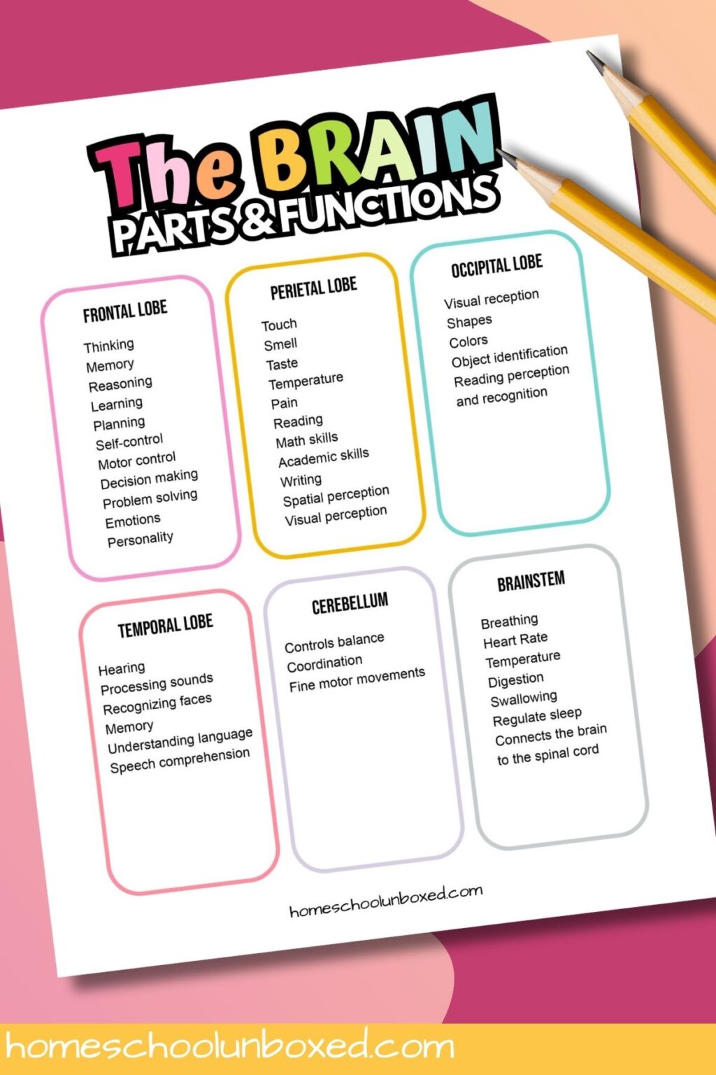 Parts of the Brain & Functions Worksheet Pack (Free Printables)