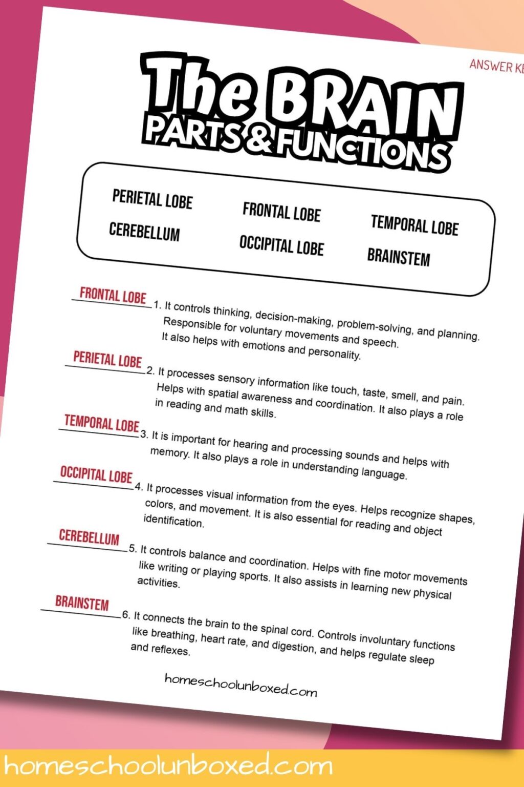 Parts of the Brain & Functions Worksheet Pack (Free Printables)