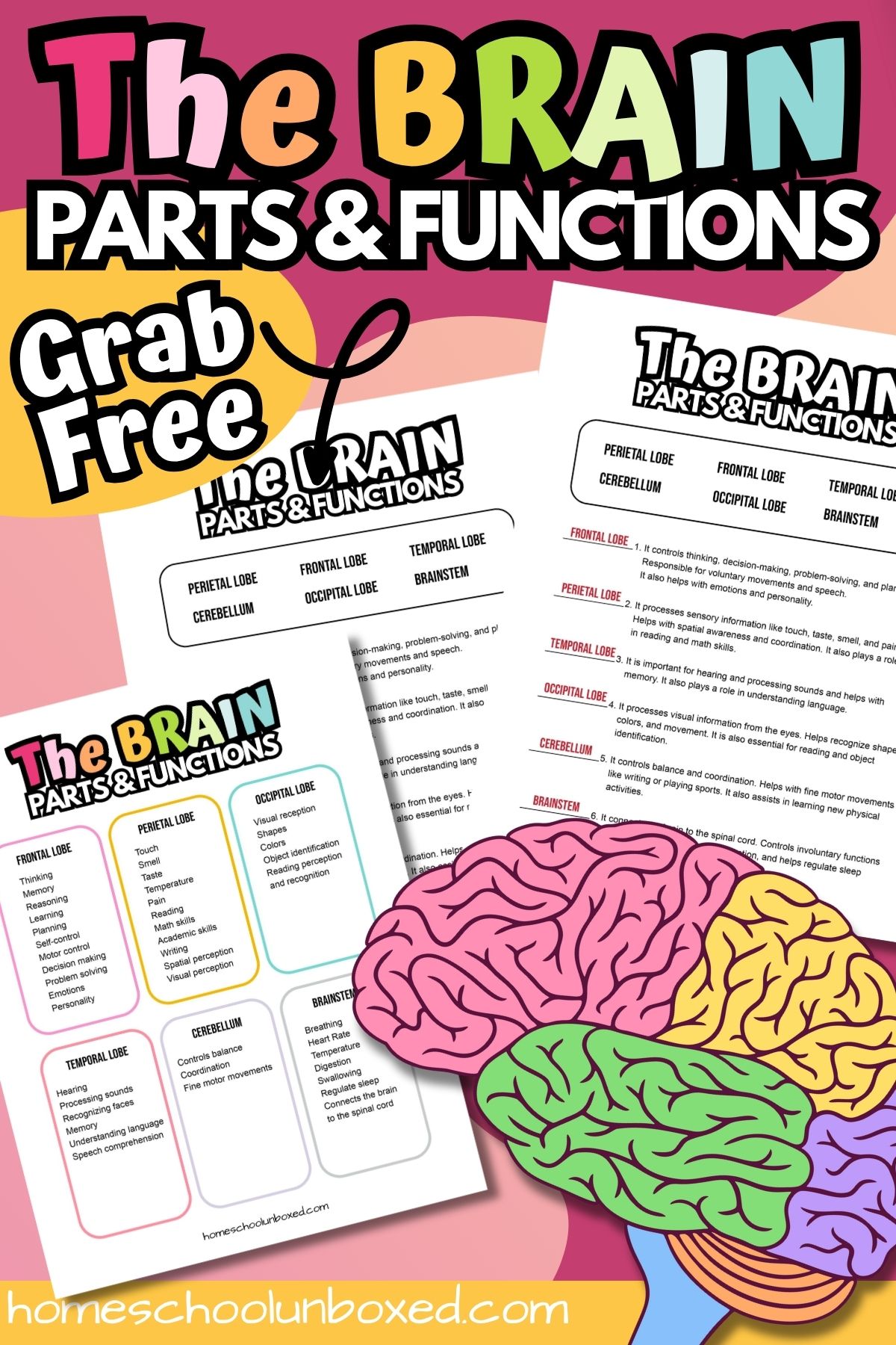 Parts of the Brain & Functions Worksheet Pack (Free Printables)