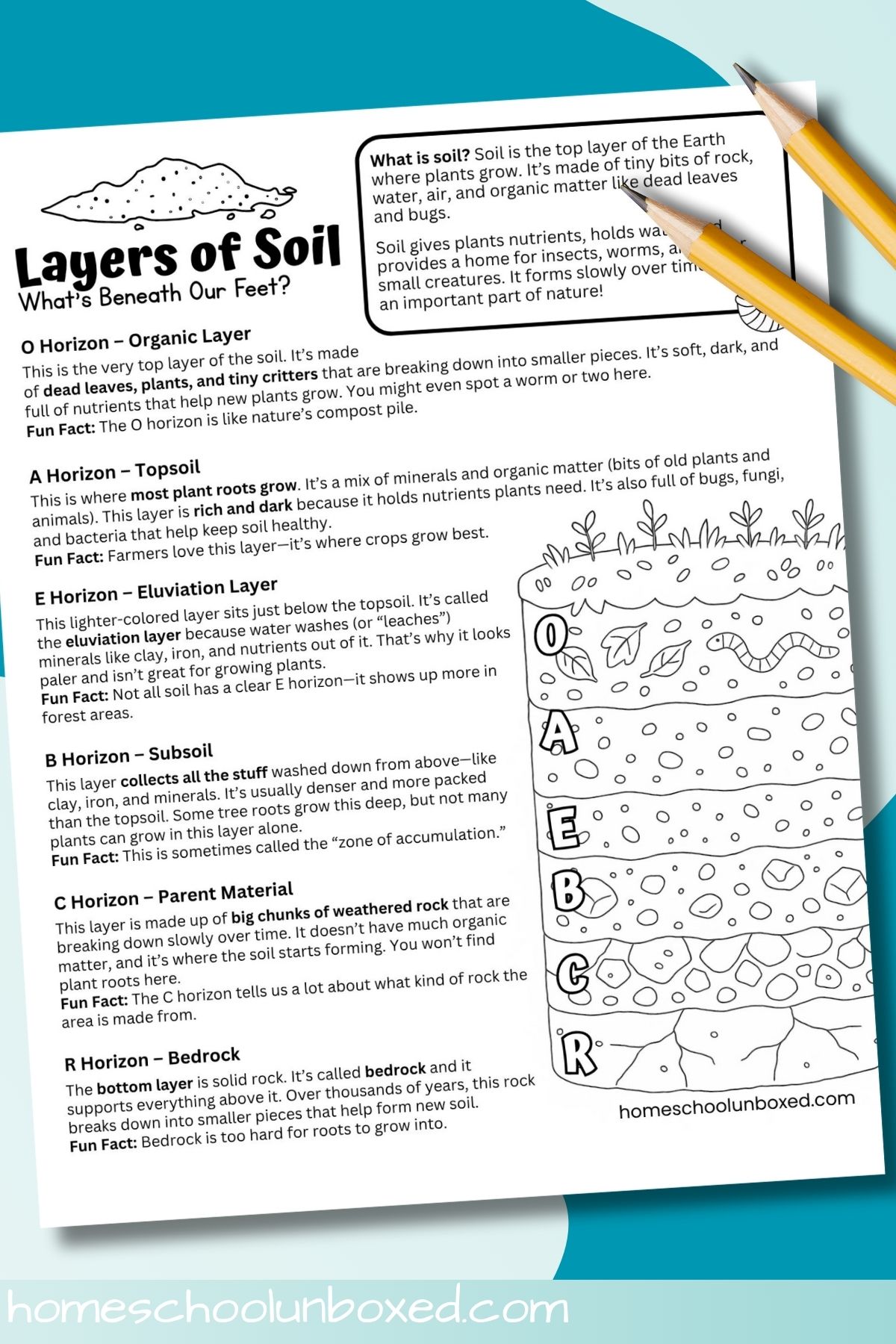 Layers of Soil Fact Sheet (Free Printable)