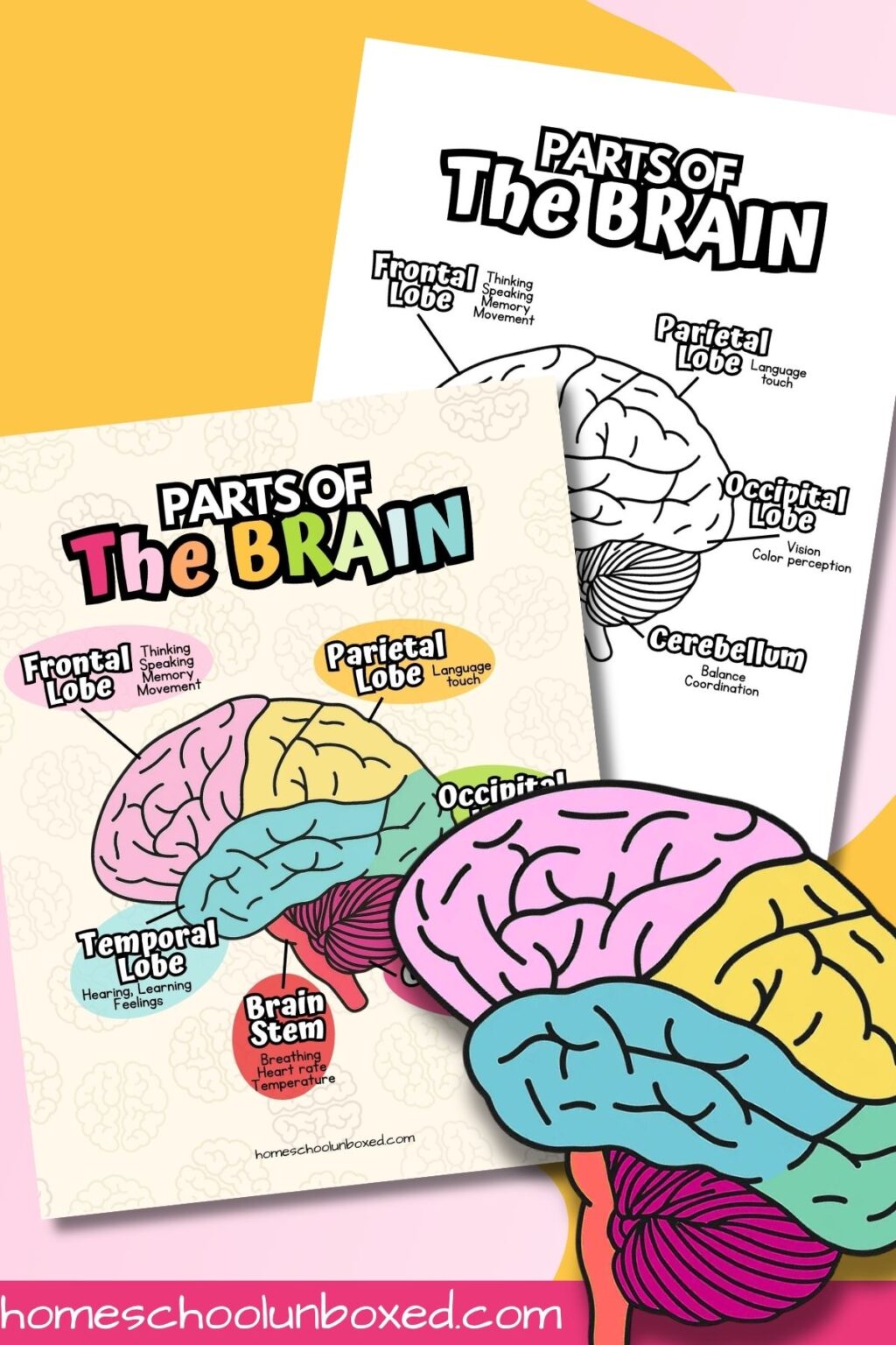 Parts of the Brain Diagram (Free Printable)