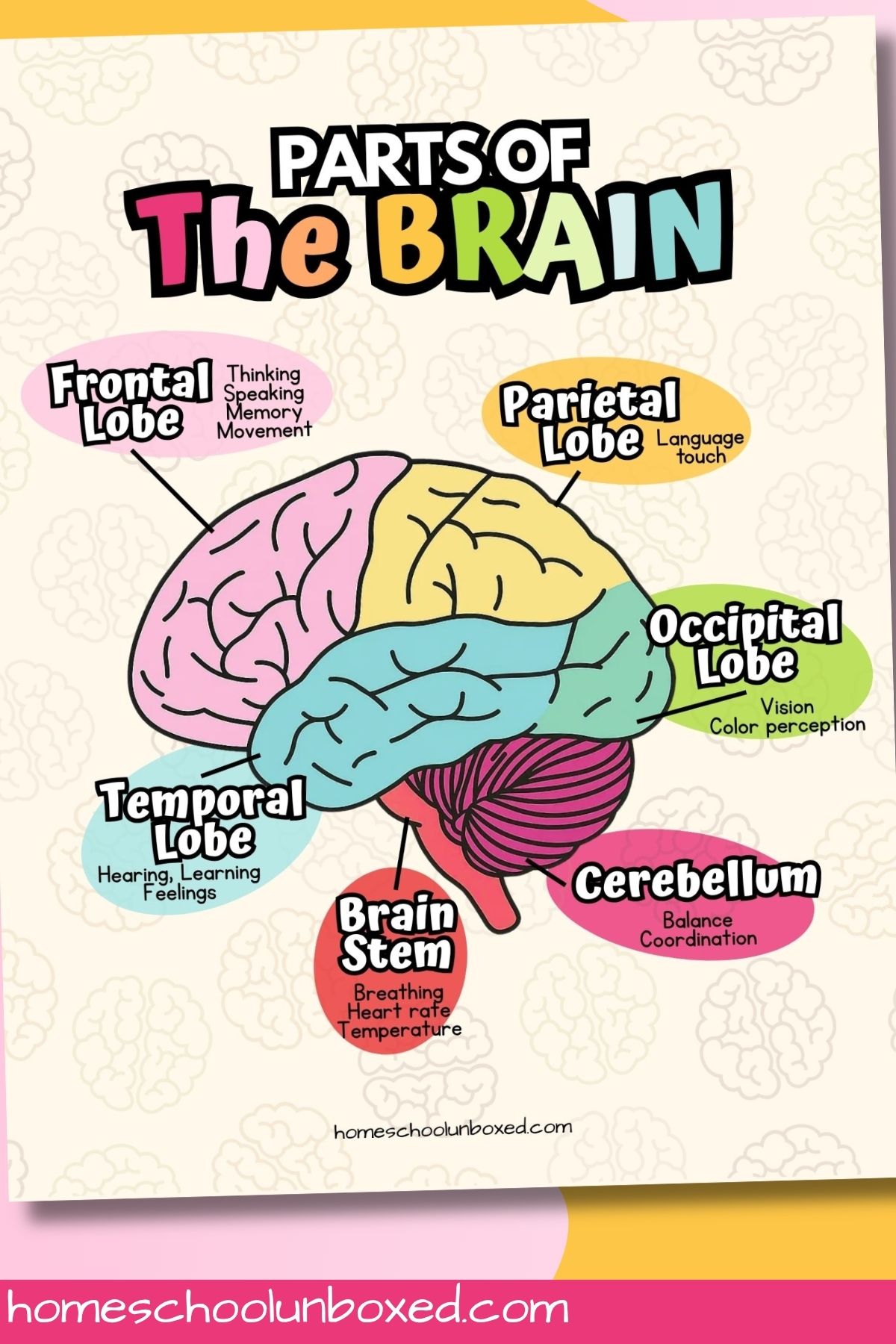 Parts of the Brain Diagram (Free Printable)