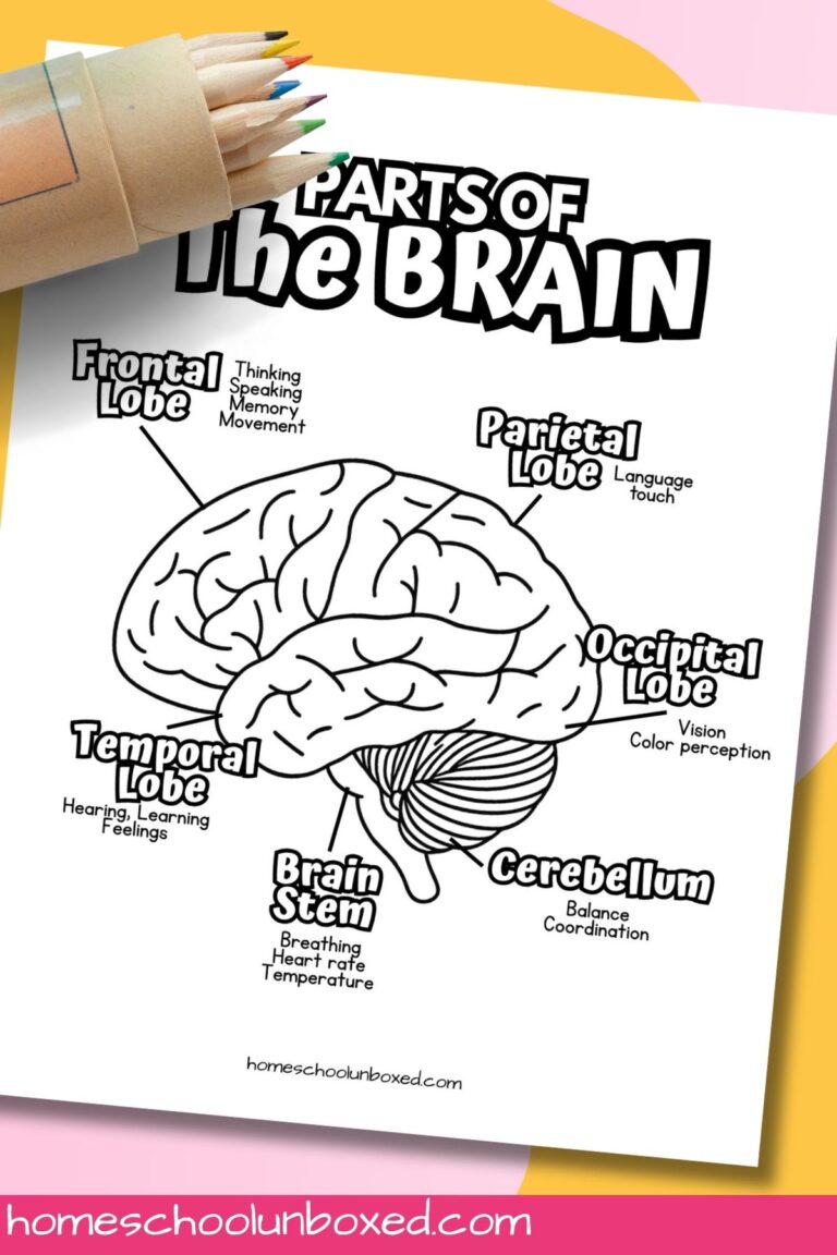 Parts of the Brain Diagram (Free Printable)