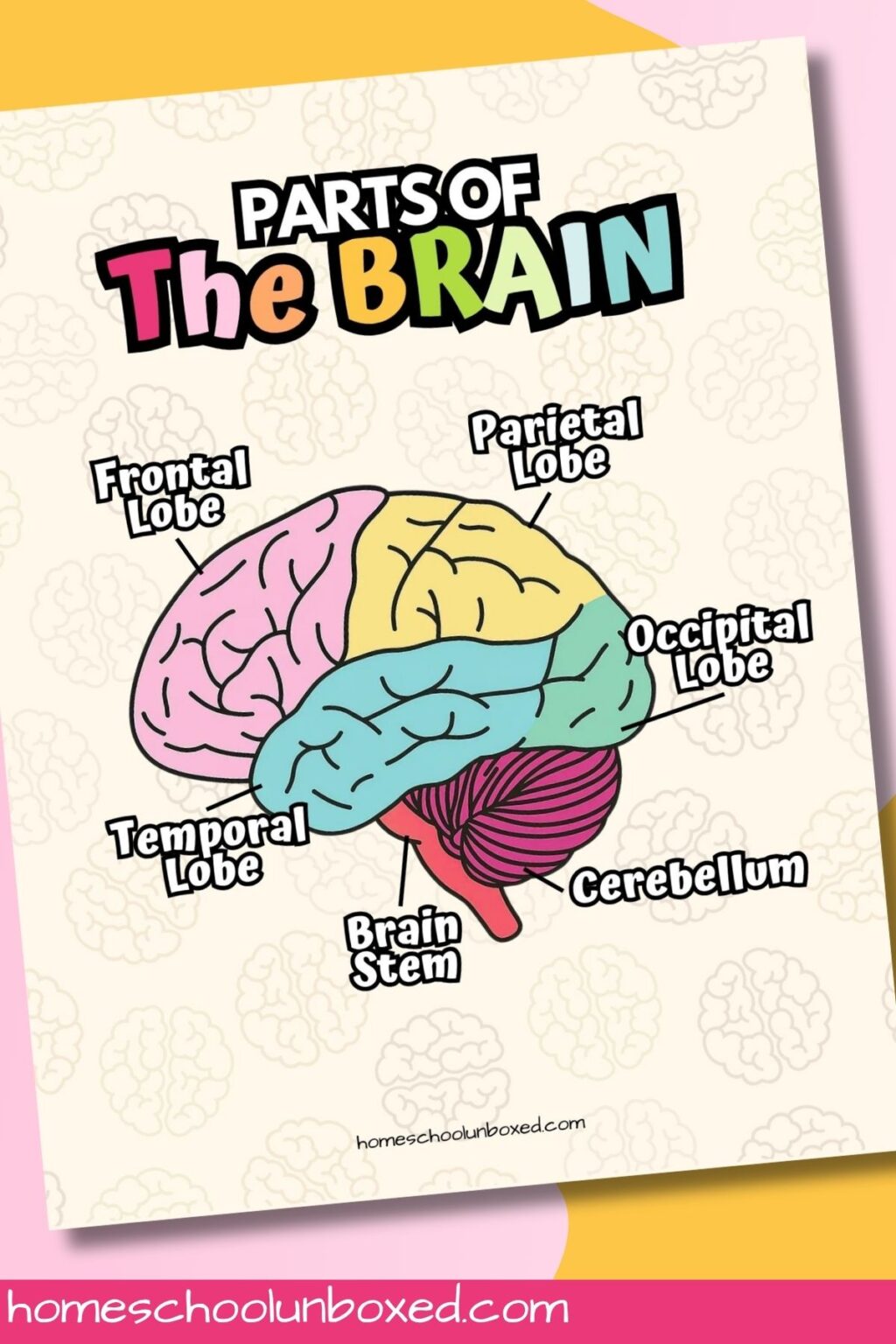 Parts of the Brain Diagram (Free Printable)