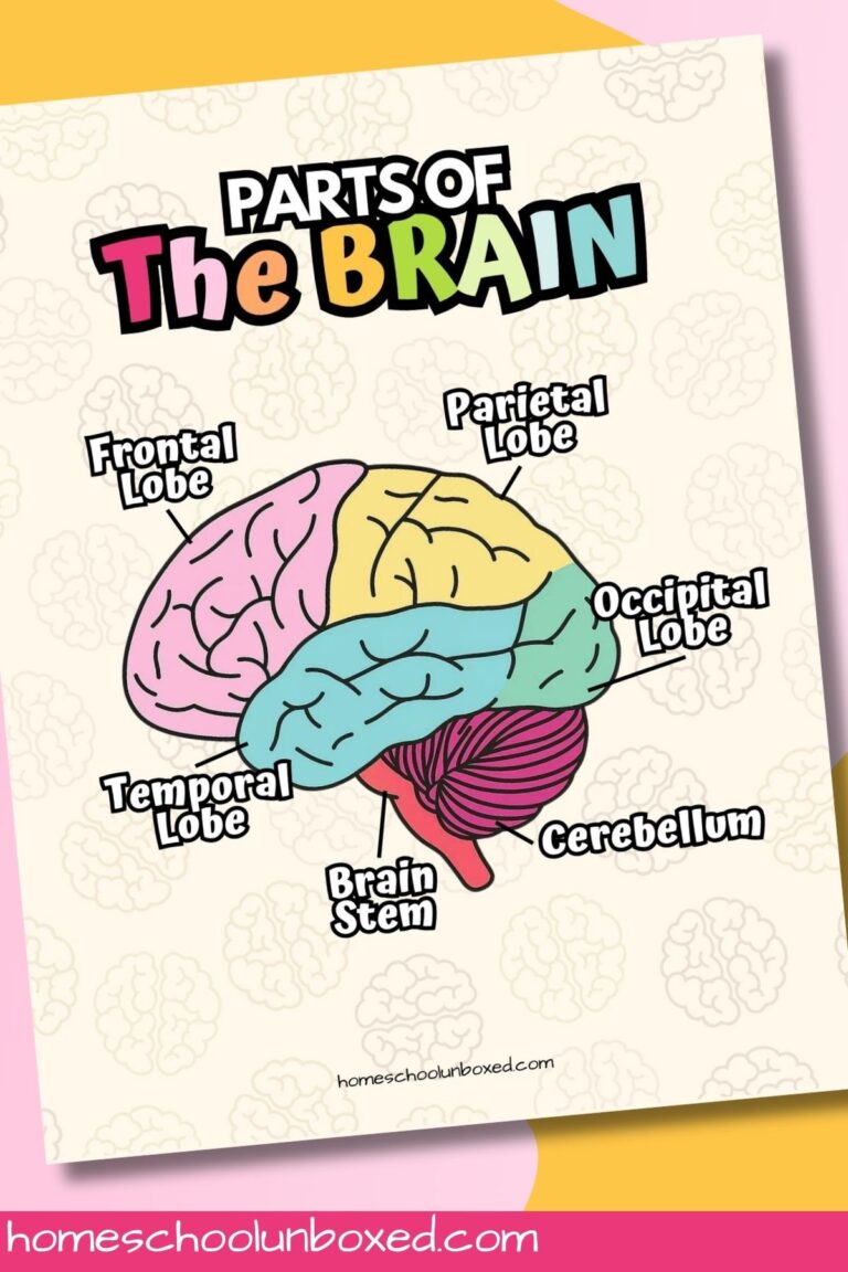 Parts of the Brain Diagram (Free Printable)