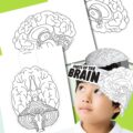 Parts of the Brain Cut & Paste Activity (Free Printable)