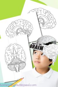 Brain Worksheets for Kids (Lots of Free Printables)