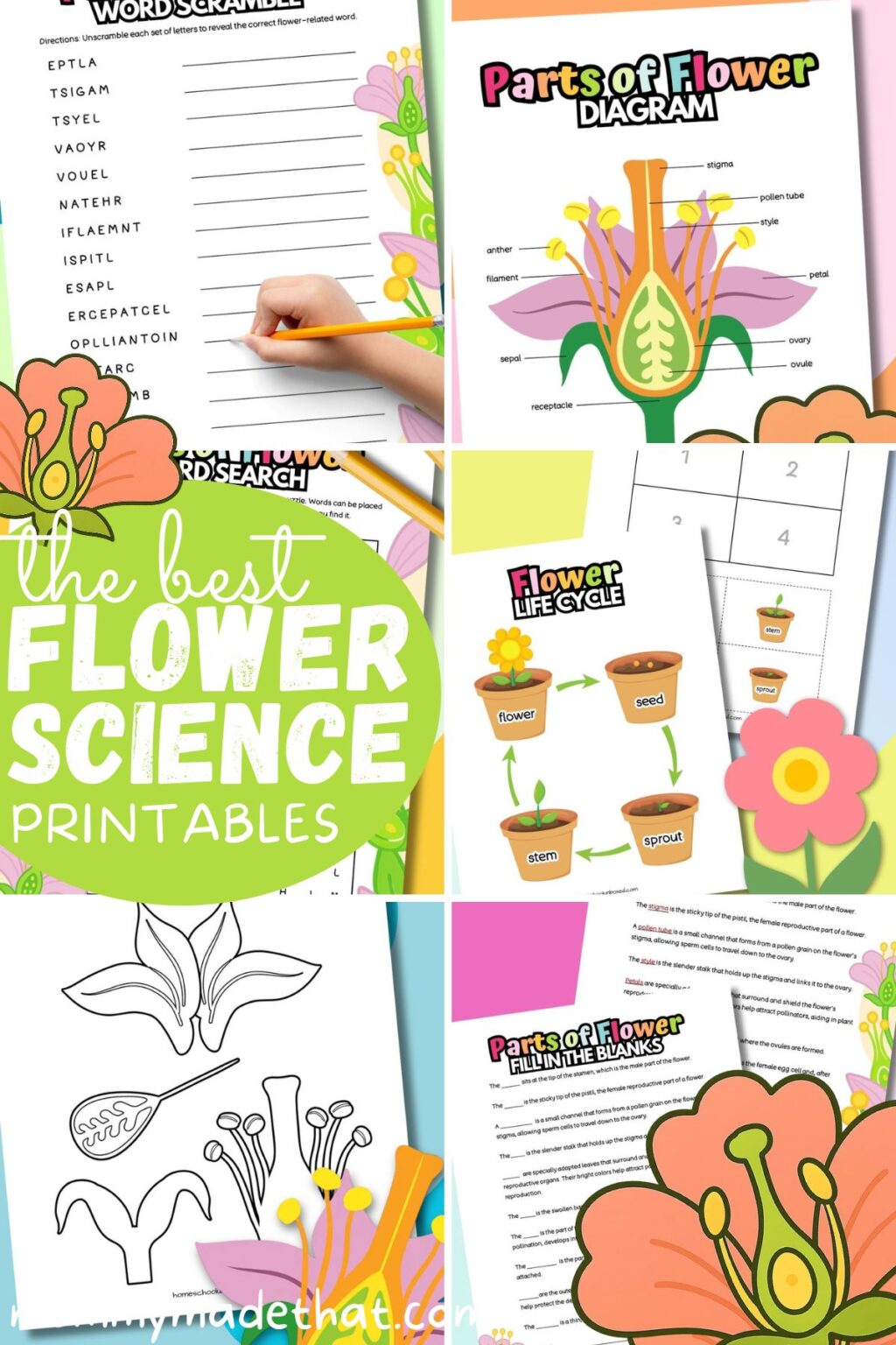 Parts of a Flower Worksheets (Lots of Free Printables!)