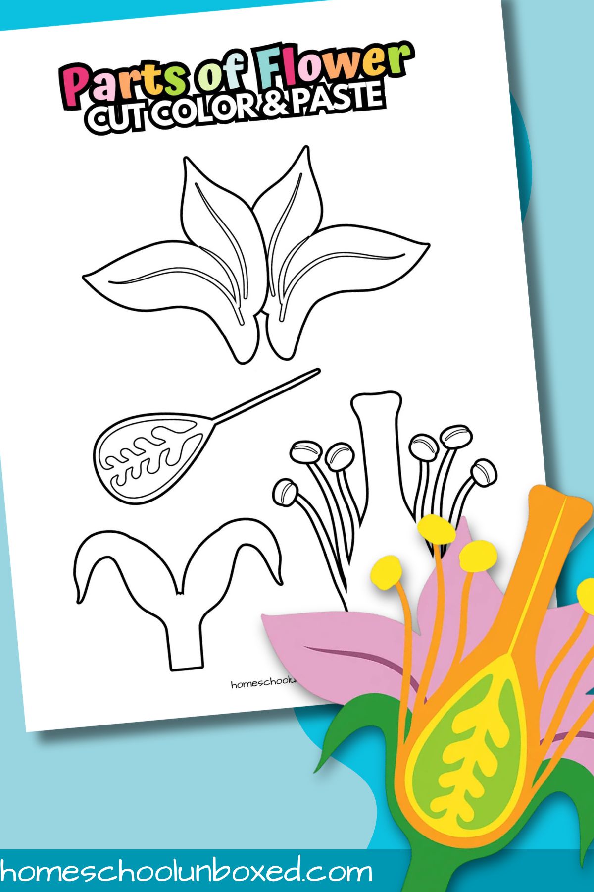 Parts of a Flower Cut and Paste Activity (Free Printable)