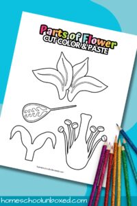 Parts of a Flower Cut and Paste Activity (Free Printable)