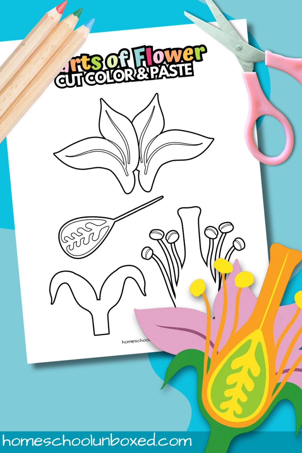 Parts of a Flower Cut and Paste Activity (Free Printable)