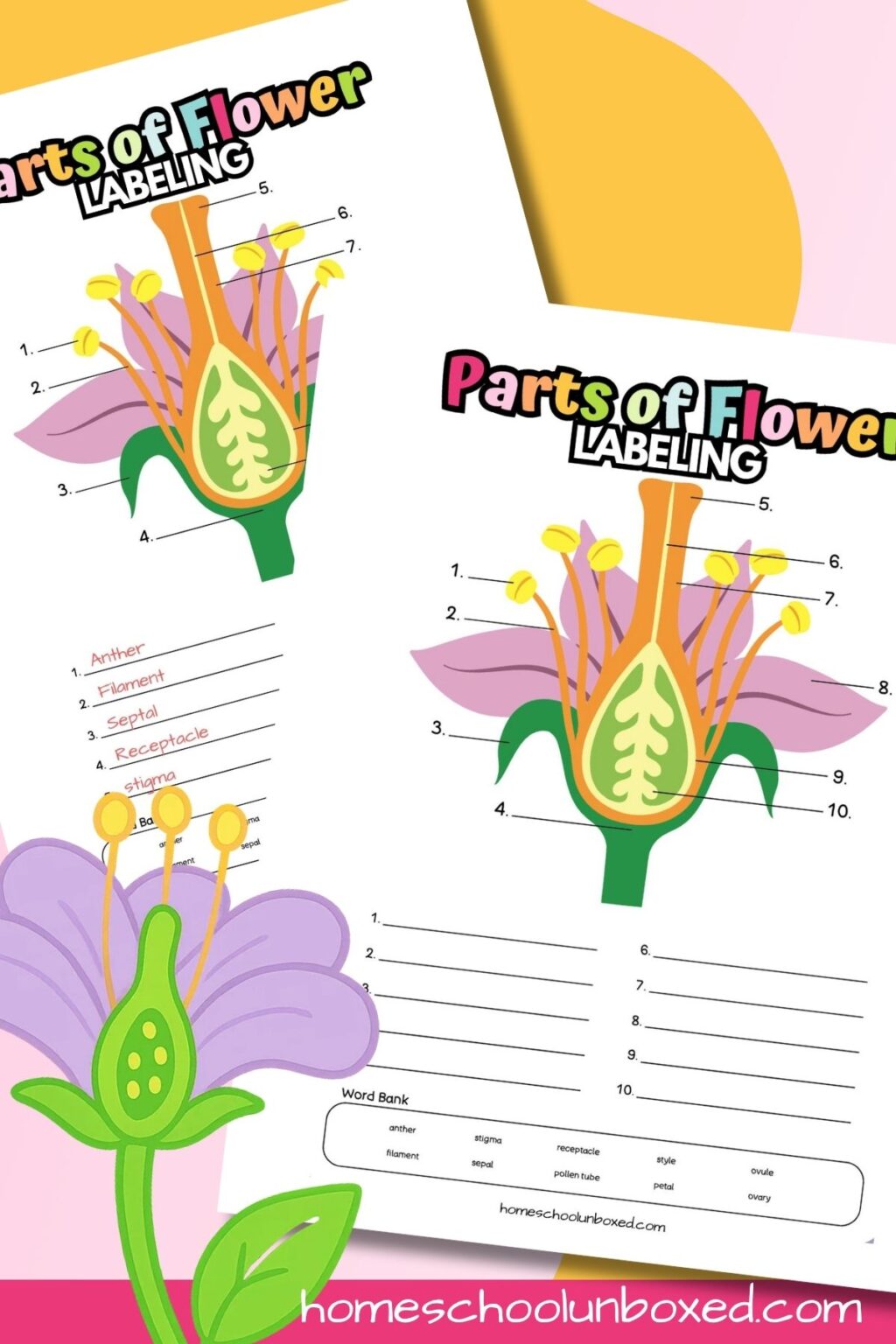 Parts of a Flower Labeling Worksheet (Free Printable)