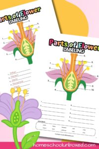 Parts of a Flower Labeling Worksheet (Free Printable)