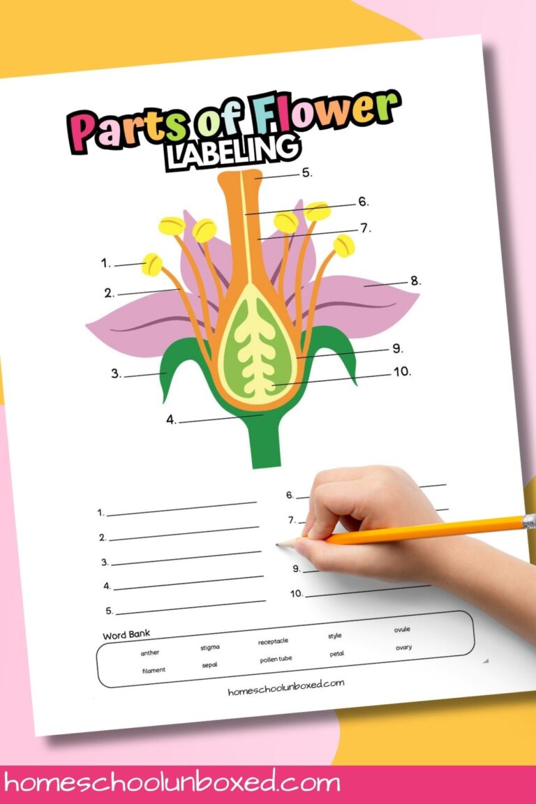 Parts of a Flower Labeling Worksheet (Free Printable)