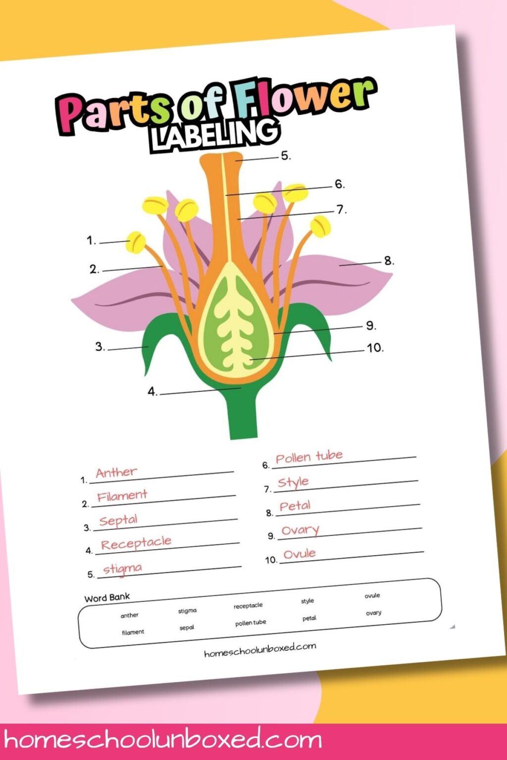 Parts of a Flower Labeling Worksheet (Free Printable)