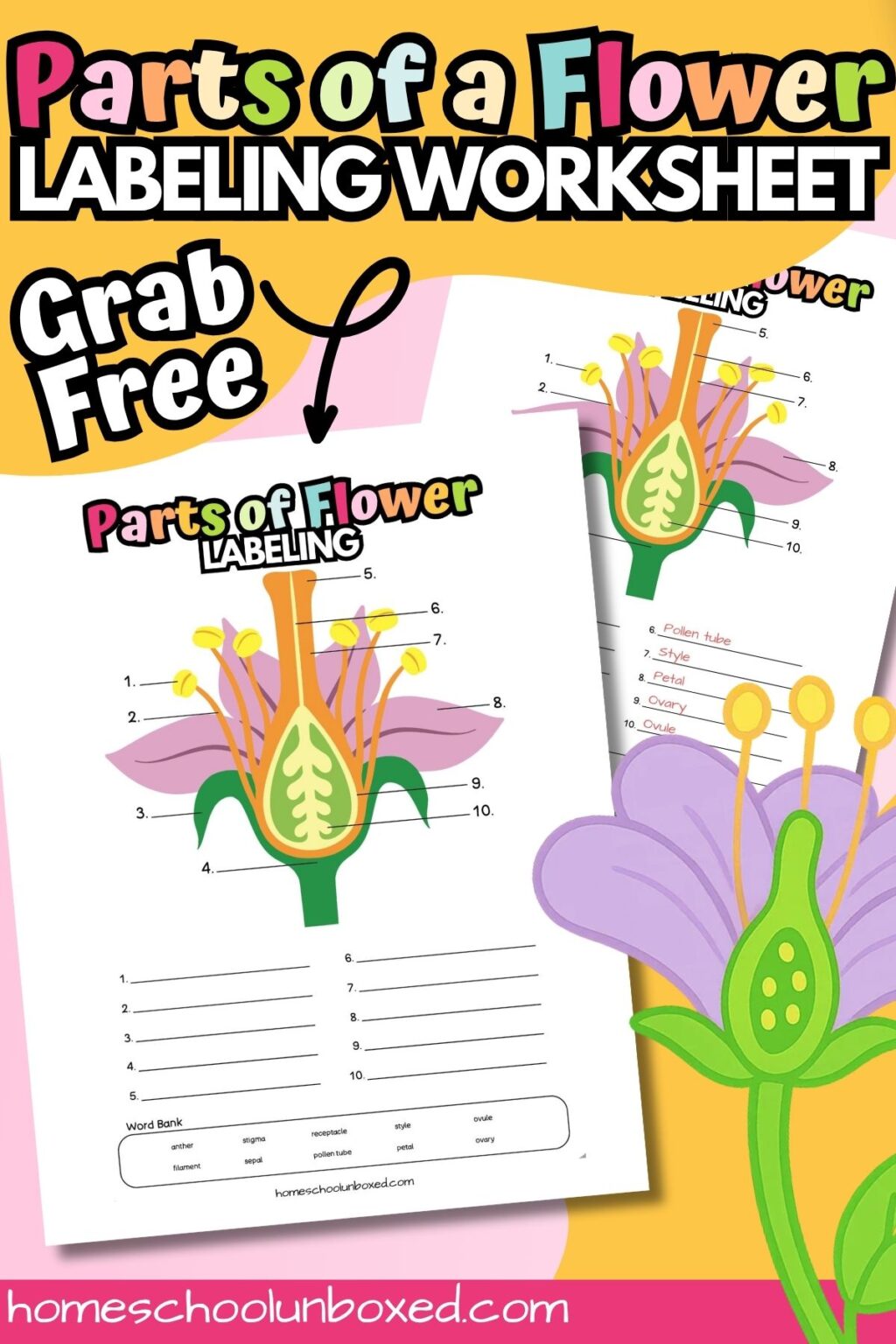 Parts of a Flower Labeling Worksheet (Free Printable)