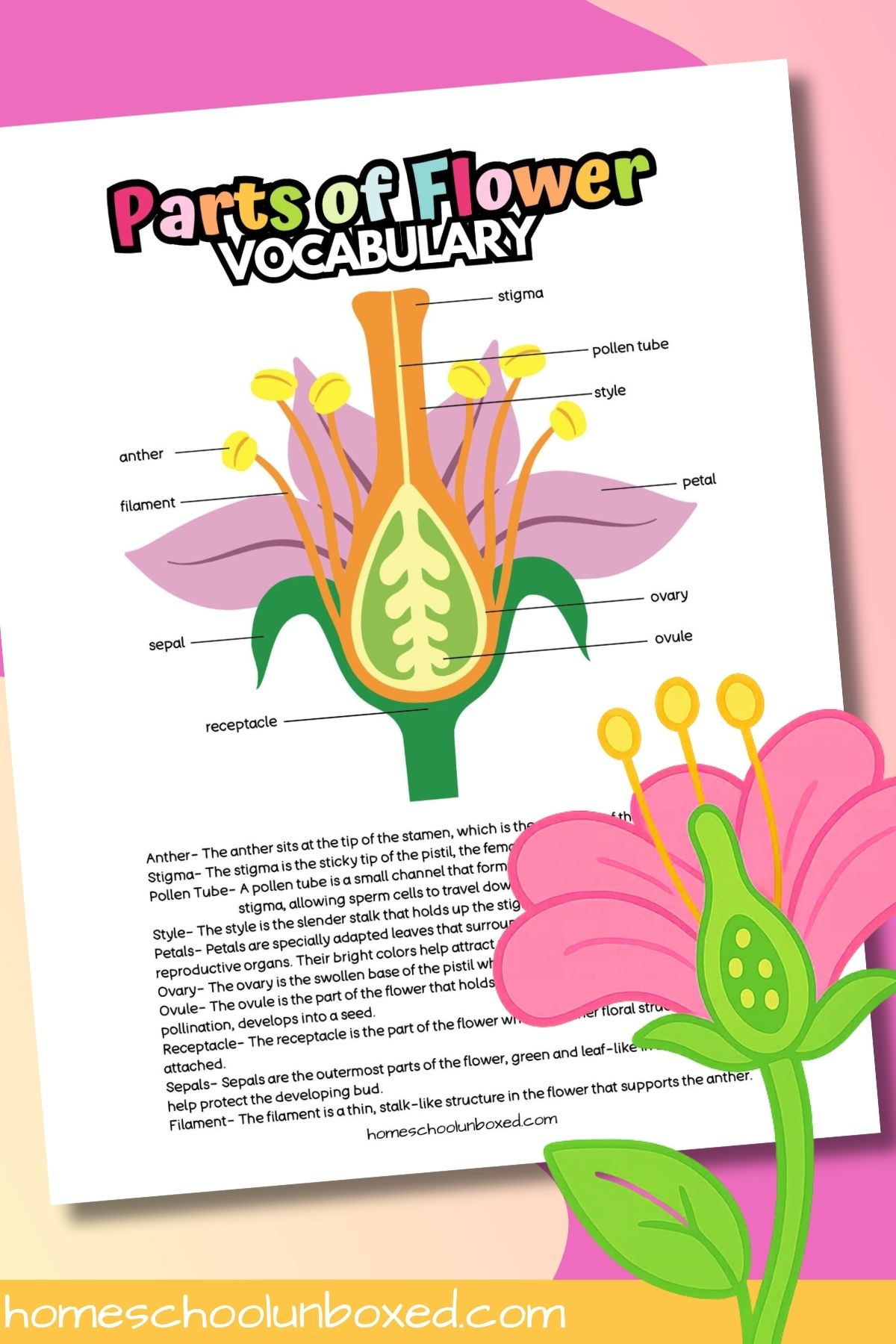 Parts of a Flower Vocabulary Chart (Free Printable)