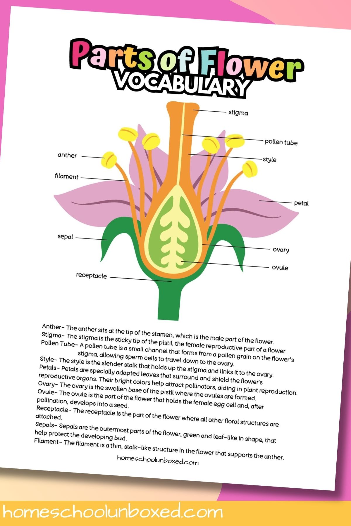Parts of a Flower Vocabulary Chart (Free Printable)