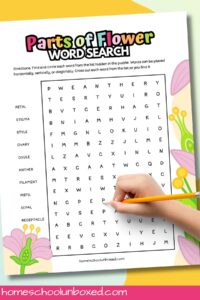 Parts of a Flower Word Search (Free Printable)