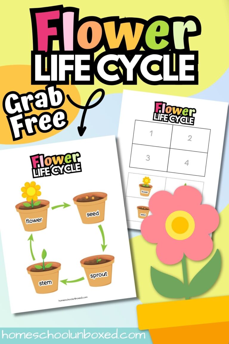 Preschool Flower Life Cycle Worksheet (Free Printable)