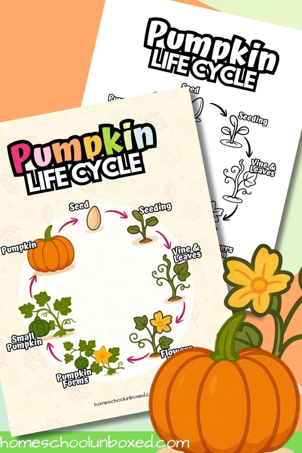 Pumpkin Life Cycle Diagram (Free Printable)